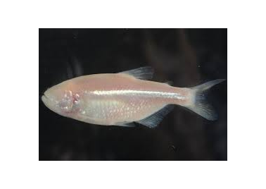 Blind Cave Tetra – Under the Lily Aquariums store